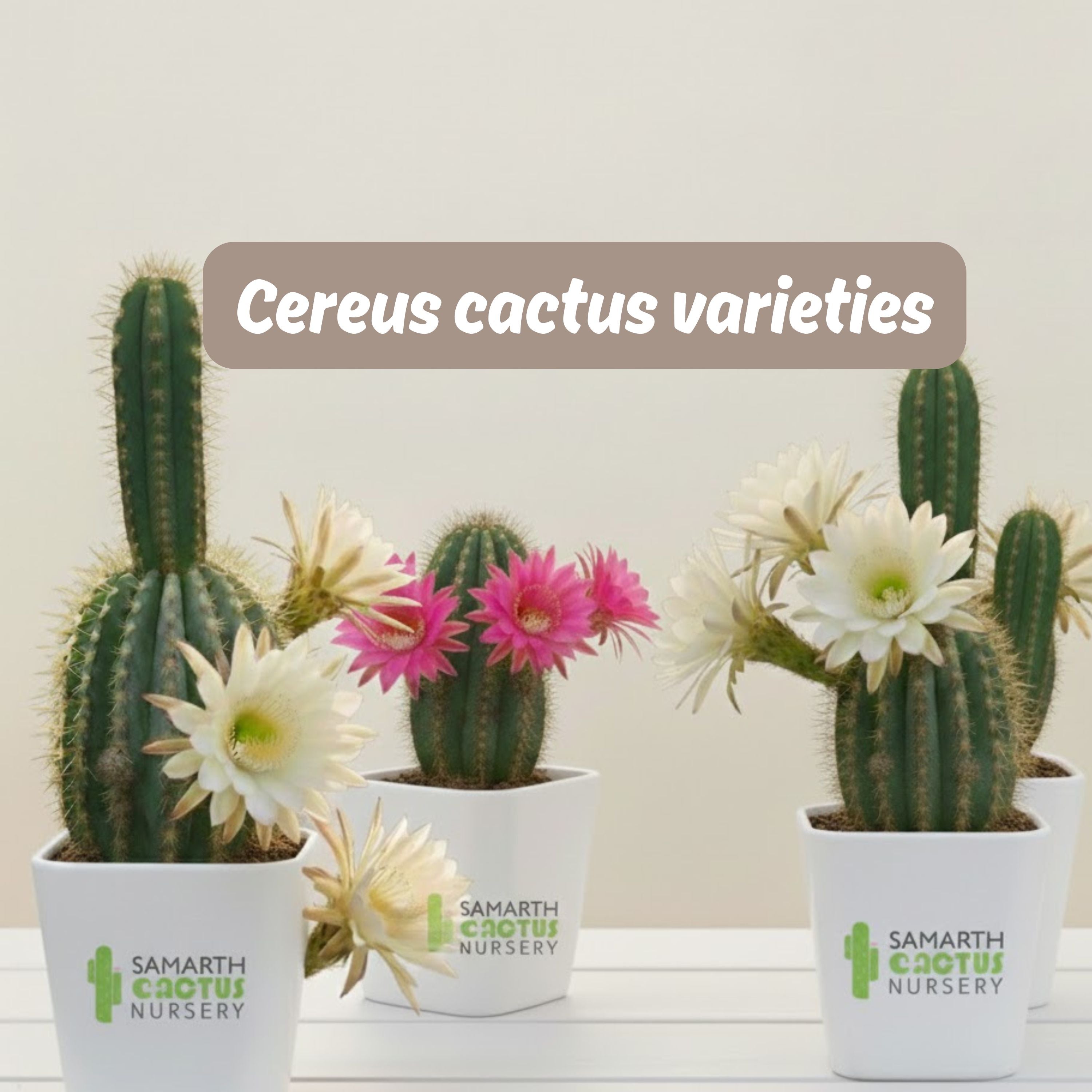Cereus cactus varieties – Samarth Cactus Nursery
