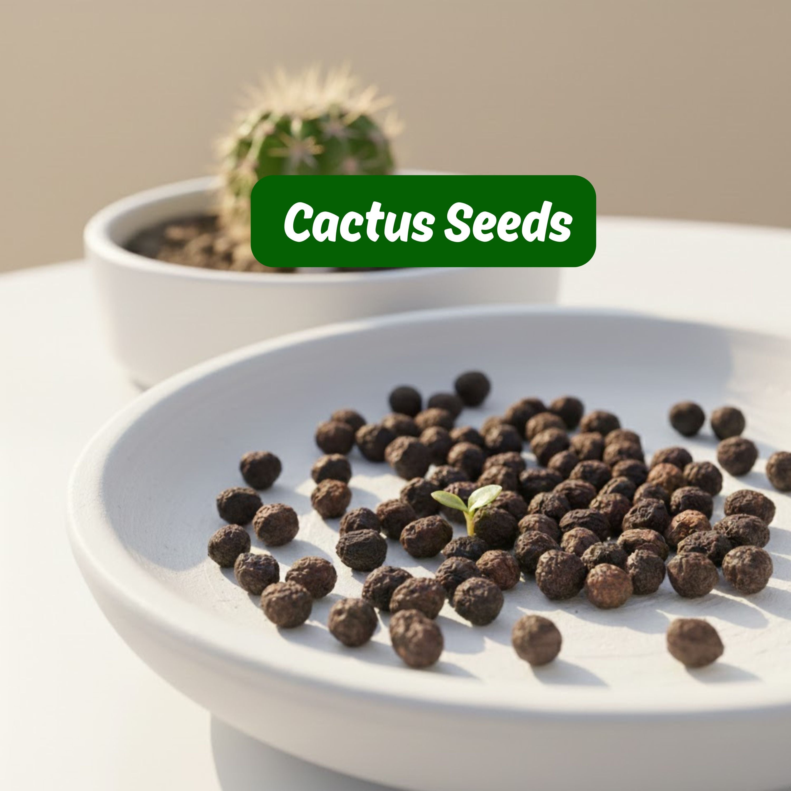 Plant Seeds – Samarth Cactus Nursery