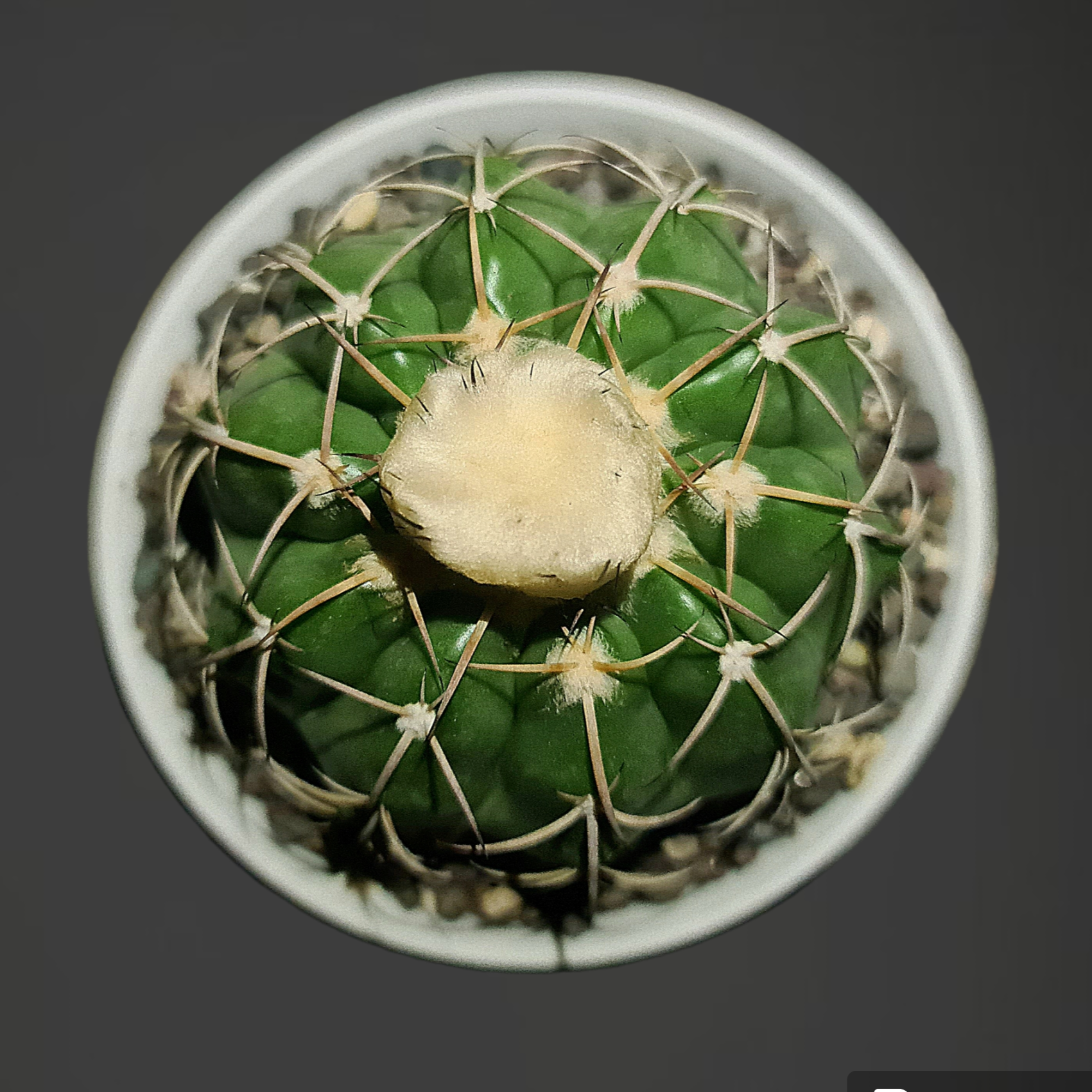 Discocactus bahiensis subsp. gracilis – Samarth Cactus Nursery