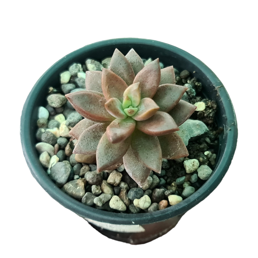 Graptosedum Alpenglow Echeveria Rare Succulent Plant – Samarth Cactus ...
