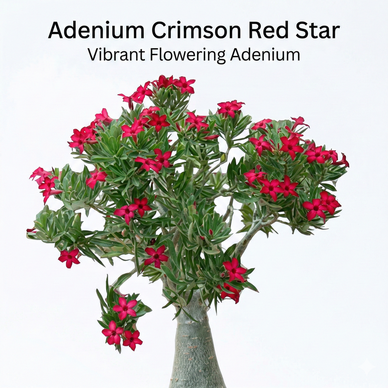 Adenium Crimson Red Star – Samarth Cactus Nursery