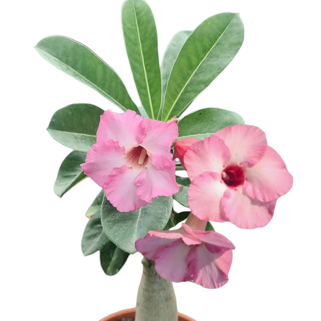Adenium Eye of Storm Rare Caudex Plant – Samarth Cactus Nursery