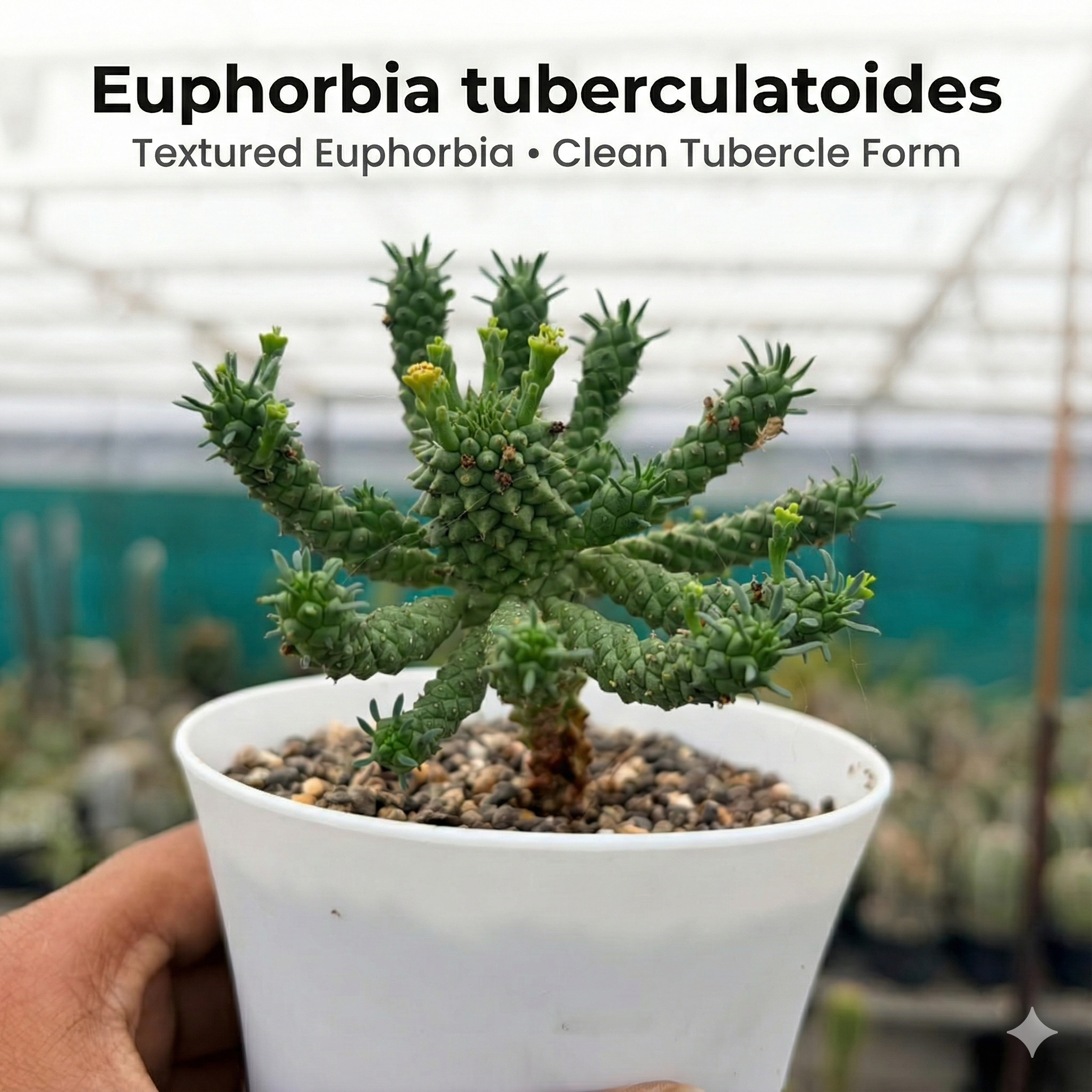 Euphorbia Tuberculatoides – Rare Caudex Succulent – Samarth Cactus Nursery