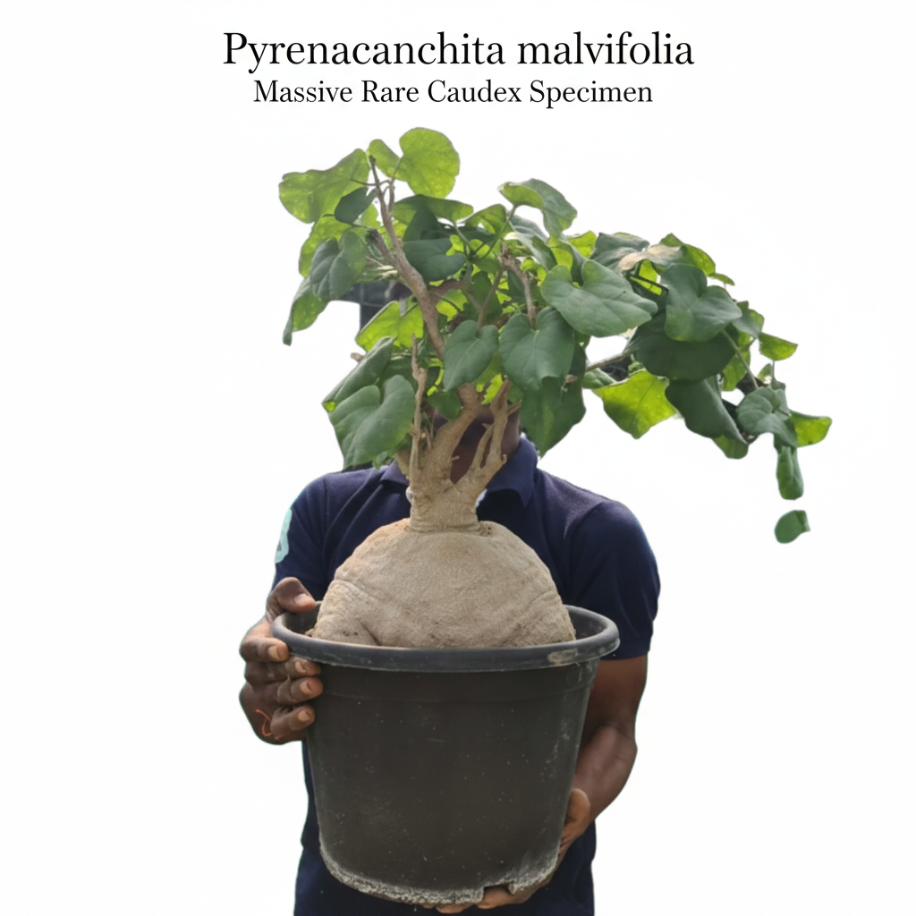 Pyrenacantha Malvifolia Caudex Plant Rare Bonsai Succulent Plant ...